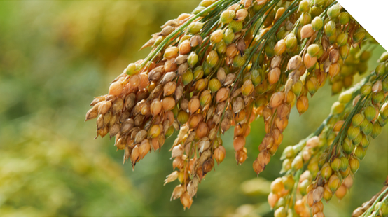 Contact Us - Premium Crops