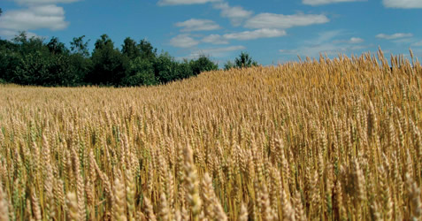 Red Wheat - Premium Crops